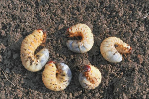 Emelten en engerlingen bestrijden - Dutch Quality Gardens